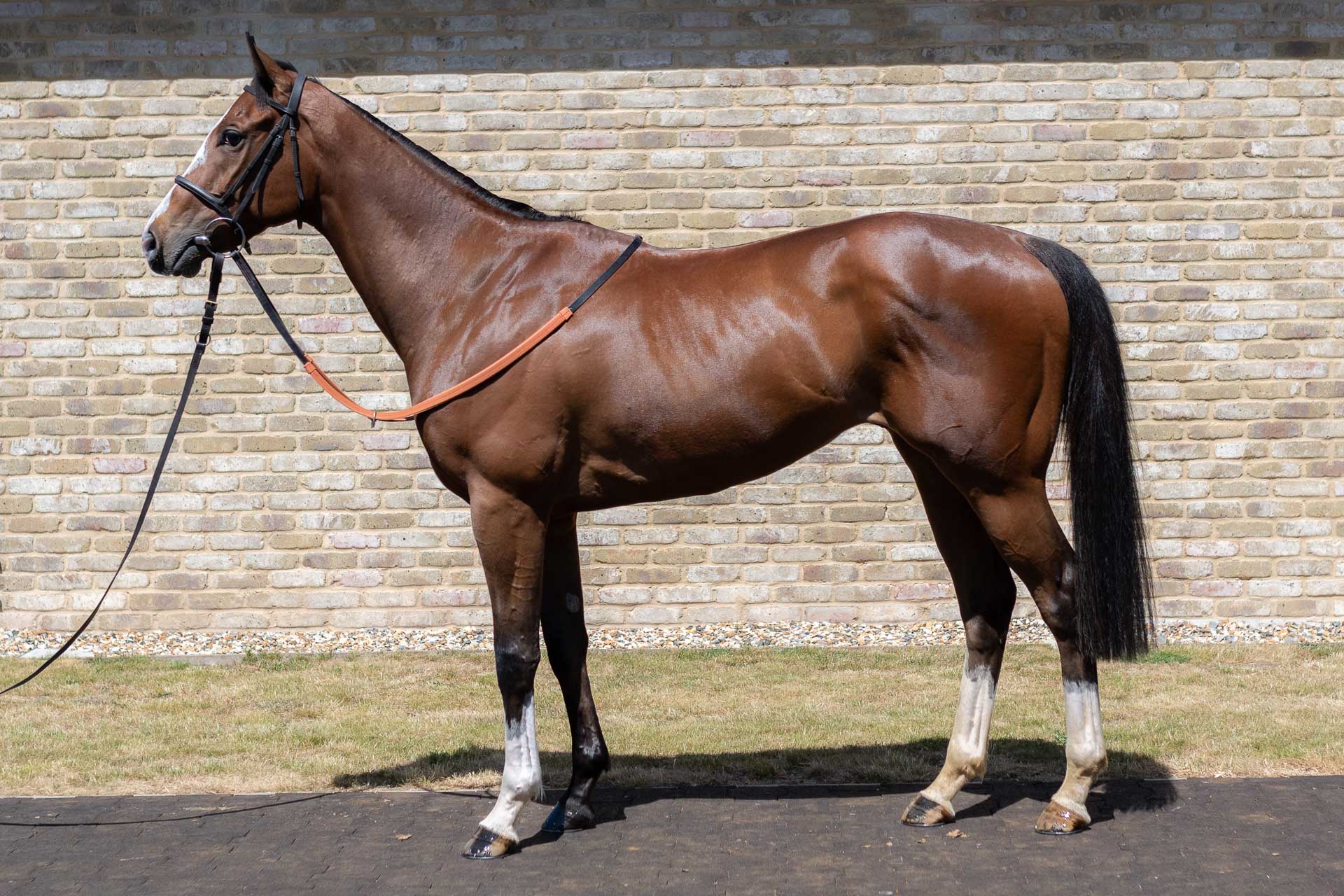 William Knight Racing | Newmarket Thoroughbred Racehorse Trainer ...