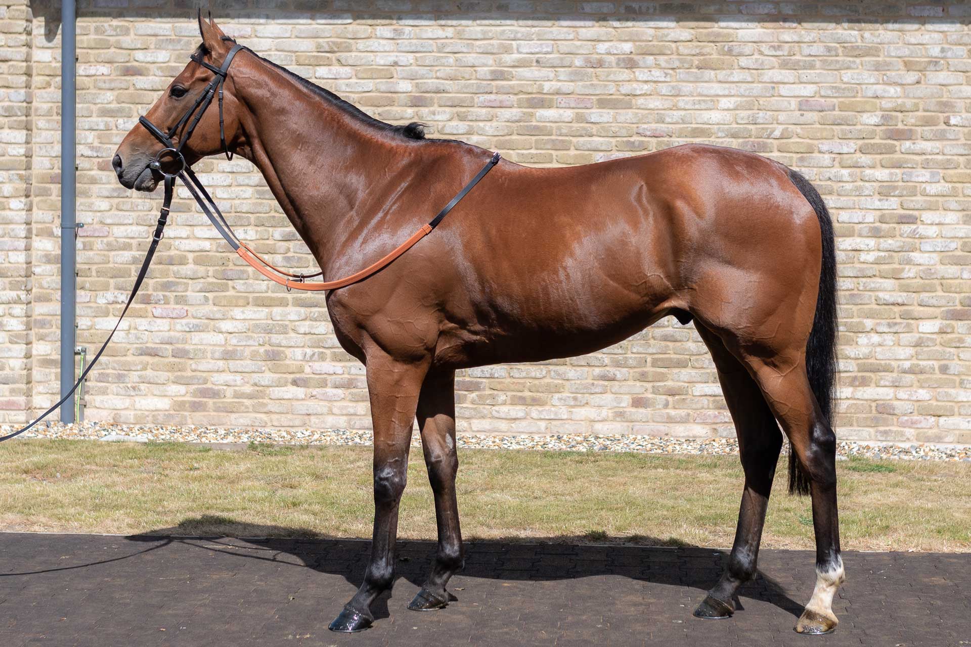 William Knight Racing | Newmarket Thoroughbred Racehorse Trainer ...