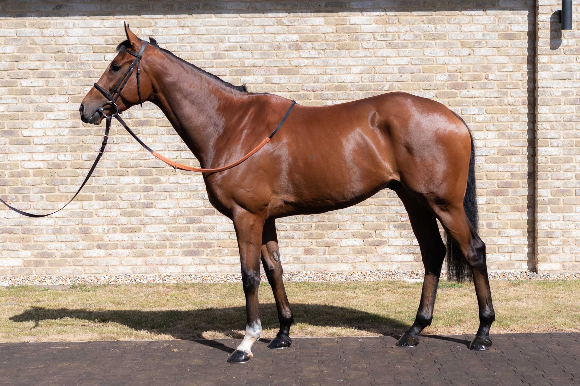 William Knight Racing | Newmarket Thoroughbred Racehorse Trainer ...