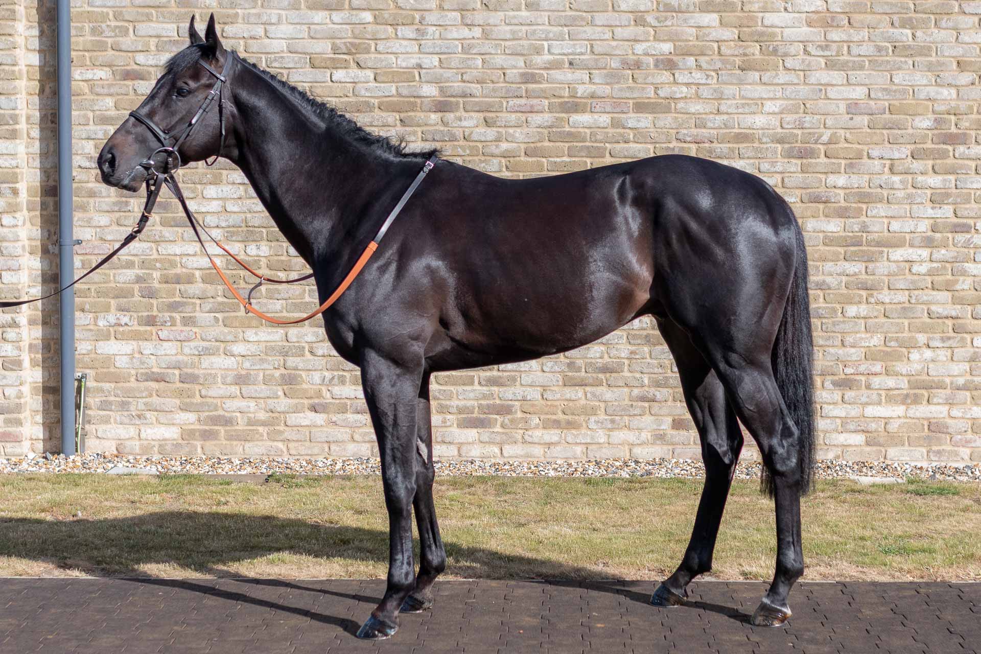 William Knight Racing | Newmarket Thoroughbred Racehorse Trainer ...