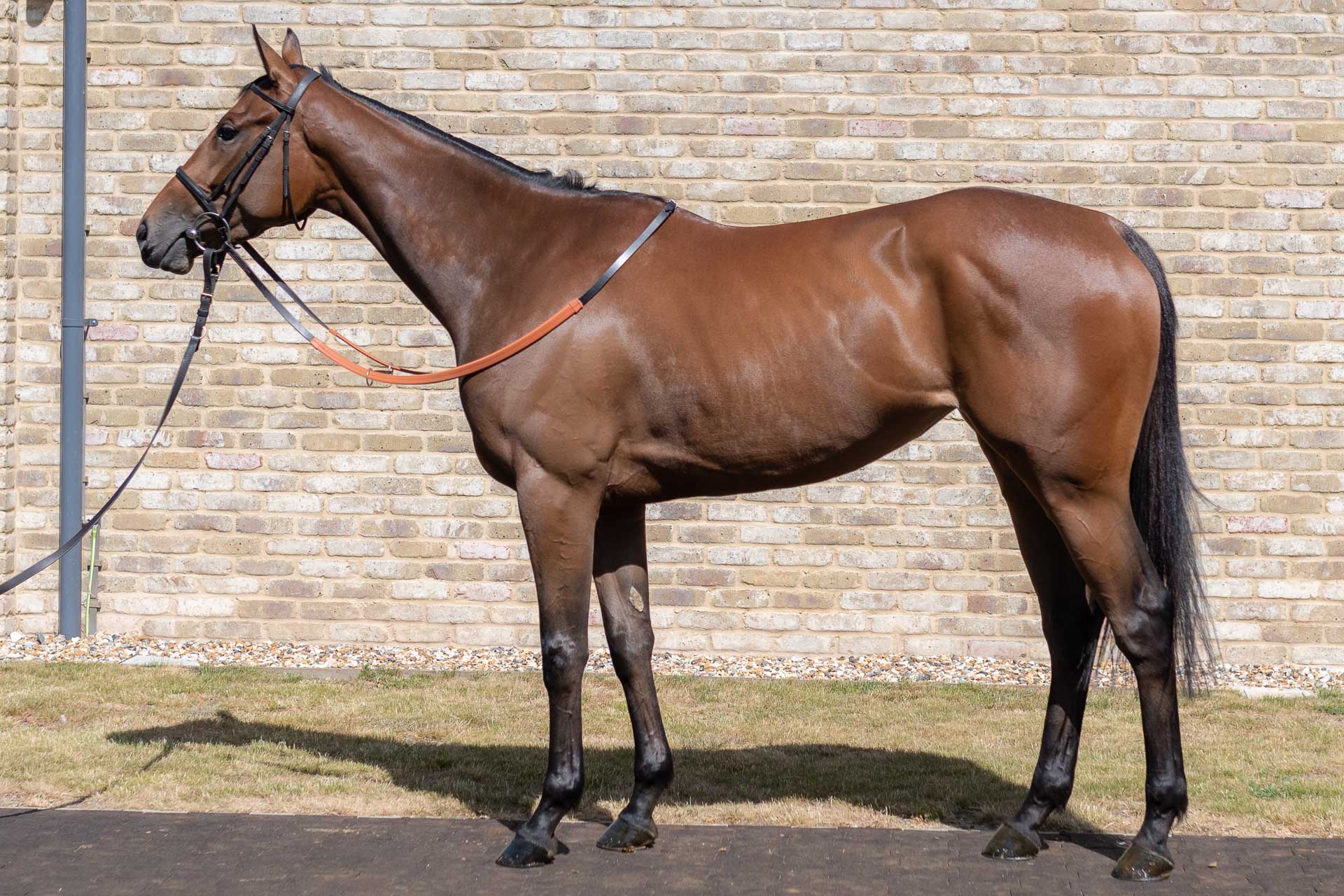 William Knight Racing | Newmarket Thoroughbred Racehorse Trainer ...