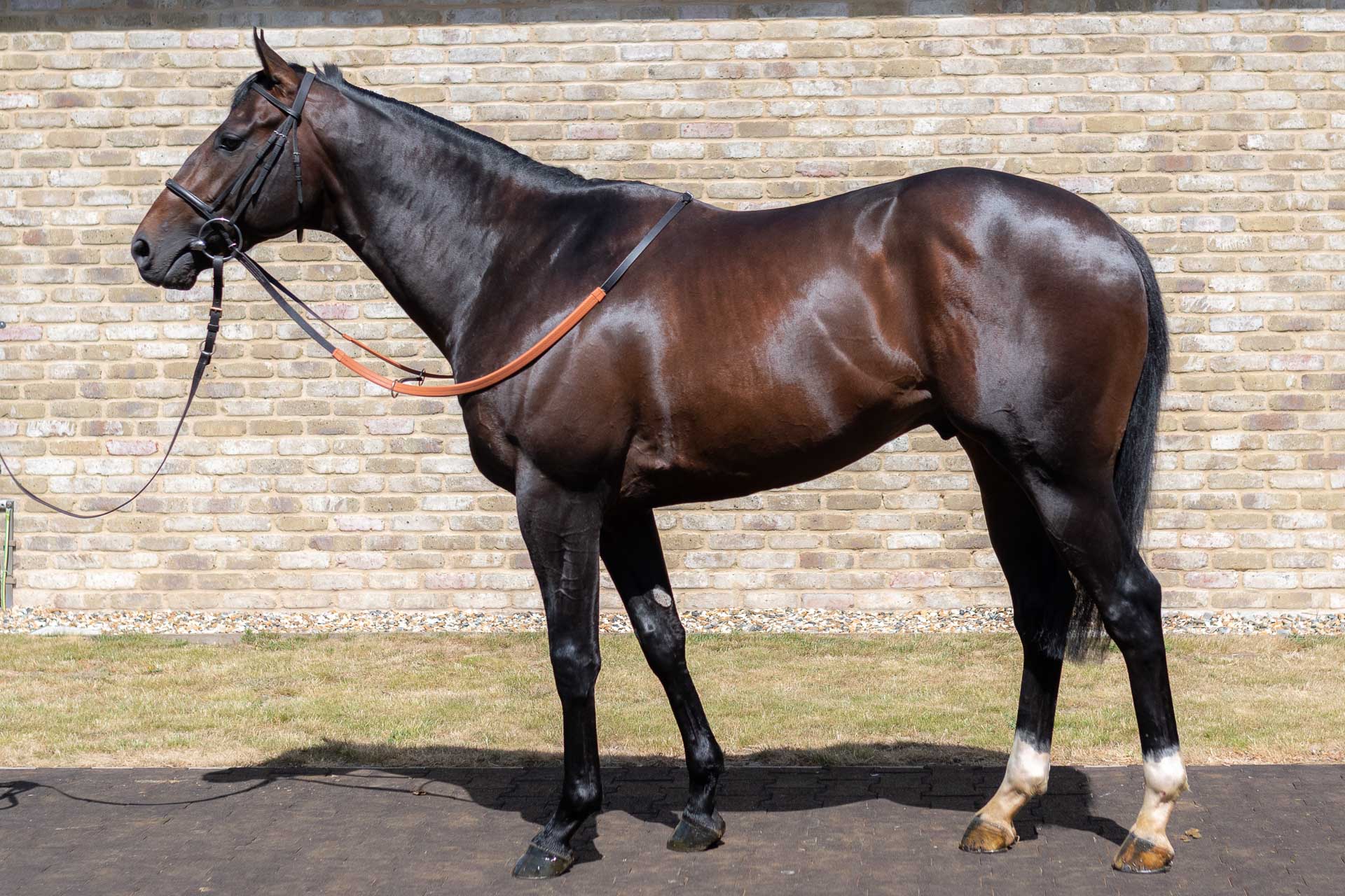 William Knight Racing | Newmarket Thoroughbred Racehorse Trainer ...