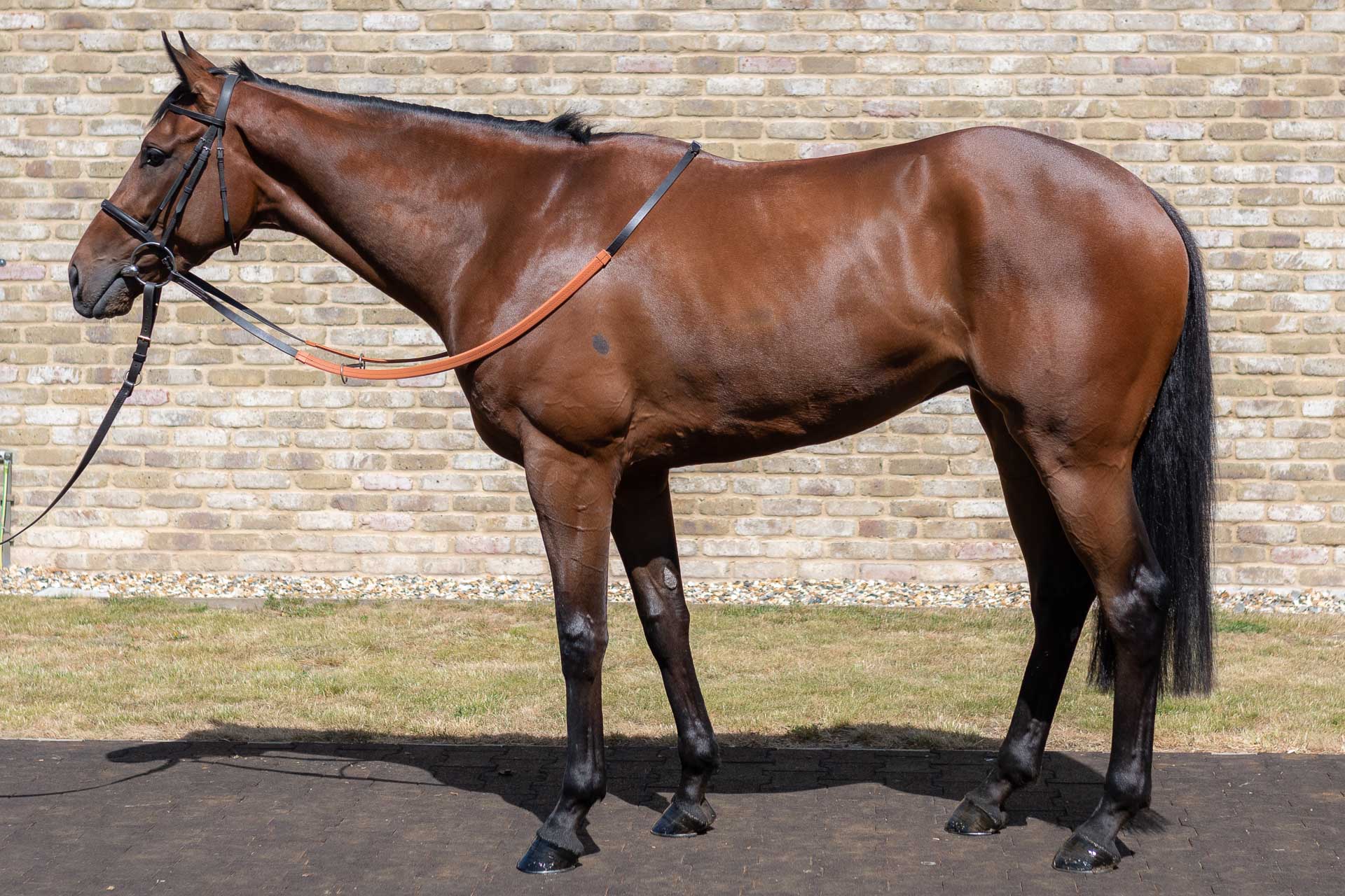 William Knight Racing | Newmarket Thoroughbred Racehorse Trainer ...