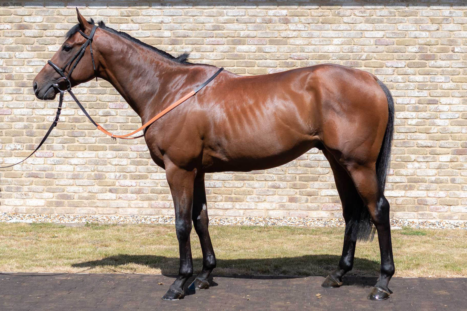 William Knight Racing | Newmarket Thoroughbred Racehorse Trainer ...