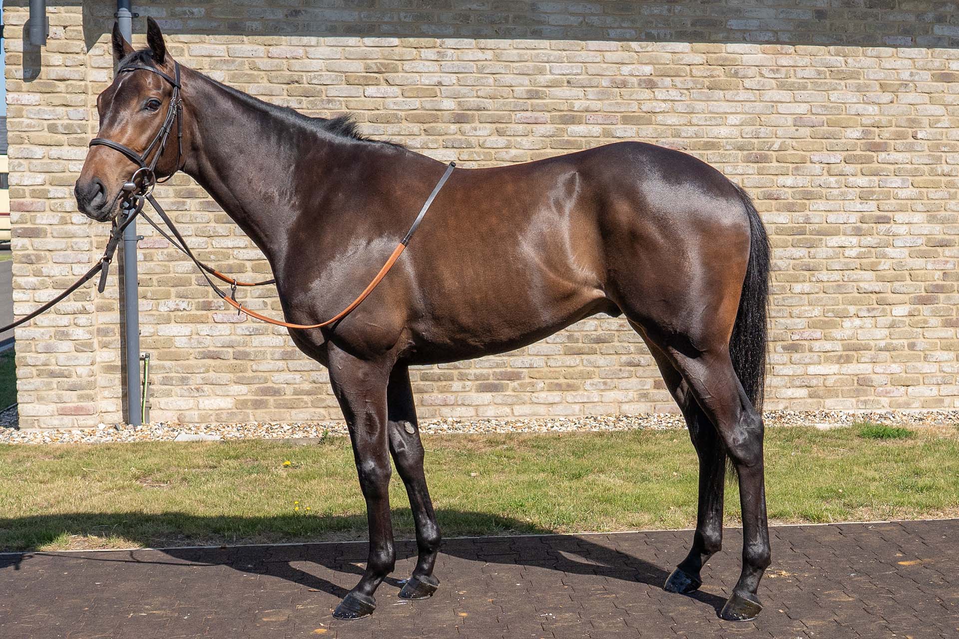 William Knight Racing | Newmarket Thoroughbred Racehorse Trainer ...