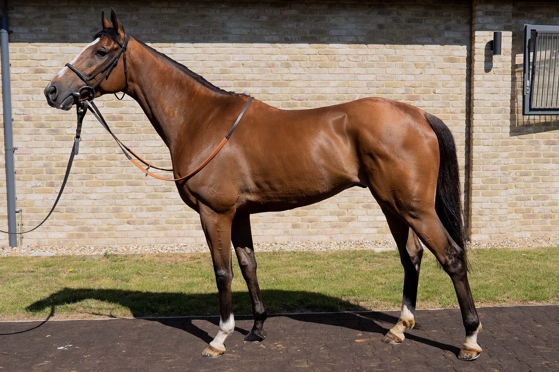 William Knight Racing | Newmarket Thoroughbred Racehorse Trainer ...