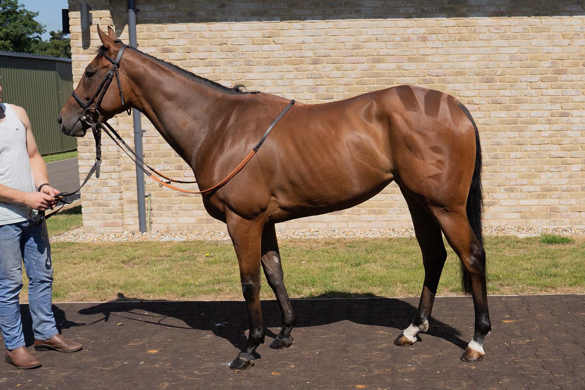 William Knight Racing | Newmarket Thoroughbred Racehorse Trainer ...