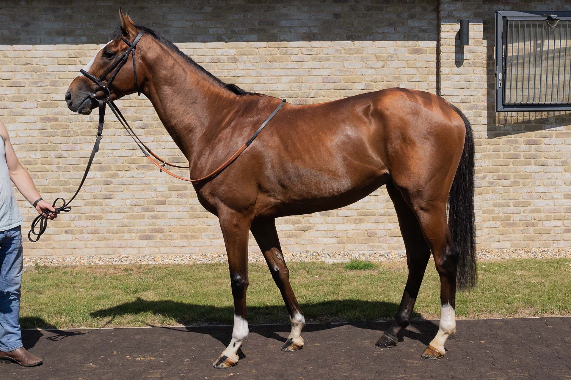 William Knight Racing | Newmarket Thoroughbred Racehorse Trainer ...