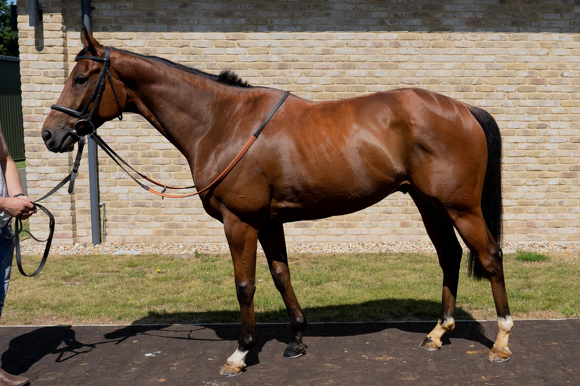 William Knight Racing | Newmarket Thoroughbred Racehorse Trainer ...