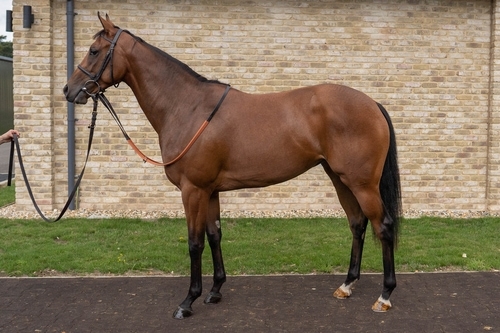 William Knight Racing | Newmarket Thoroughbred Racehorse Trainer ...