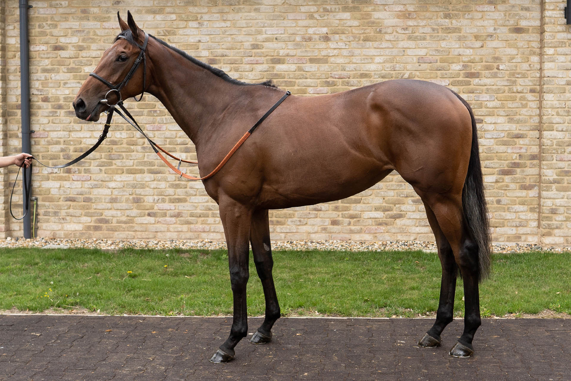 William Knight Racing | Newmarket Thoroughbred Racehorse Trainer ...