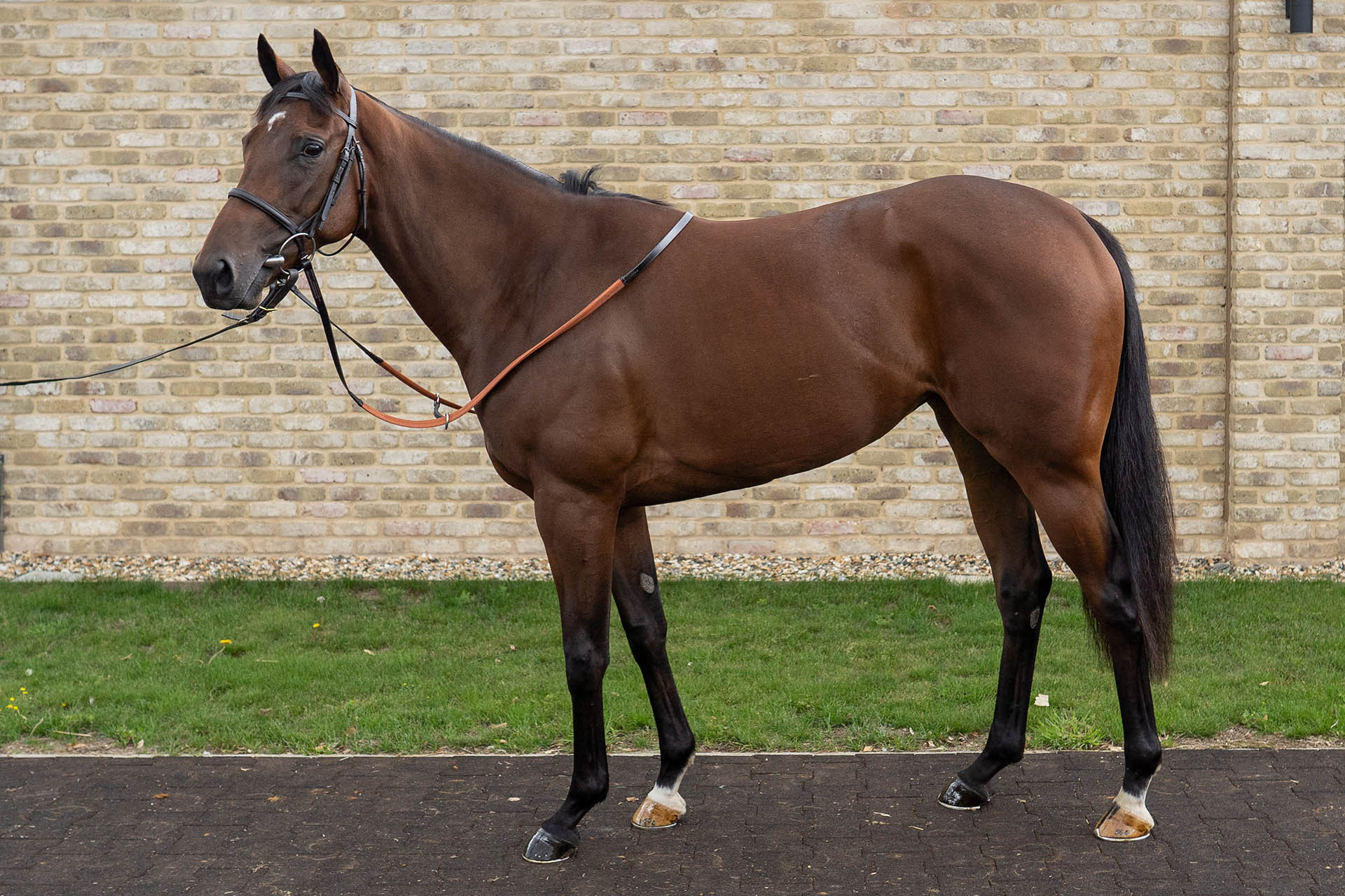 William Knight Racing | Newmarket Thoroughbred Racehorse Trainer ...