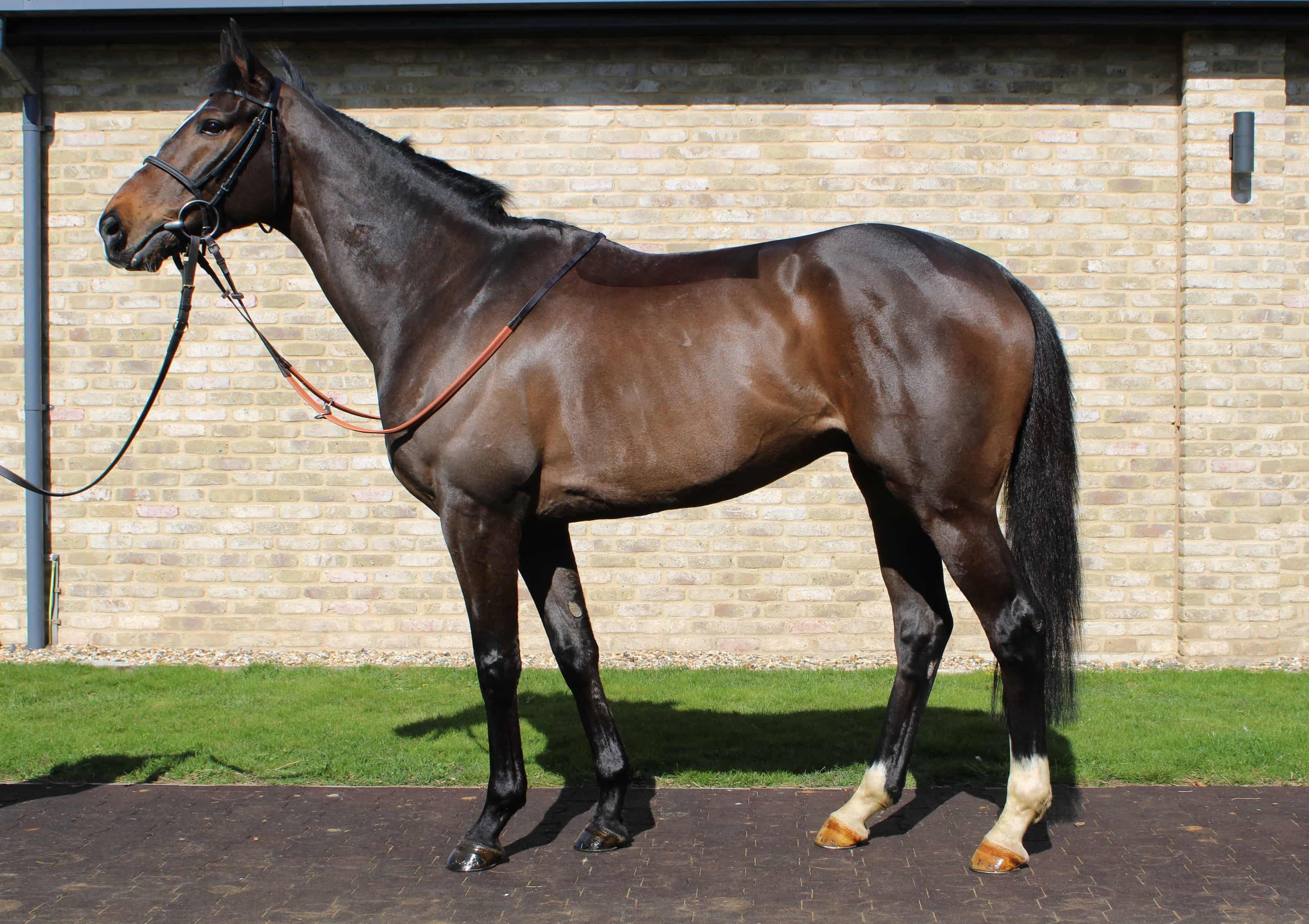 William Knight Racing | Newmarket Thoroughbred Racehorse Trainer ...