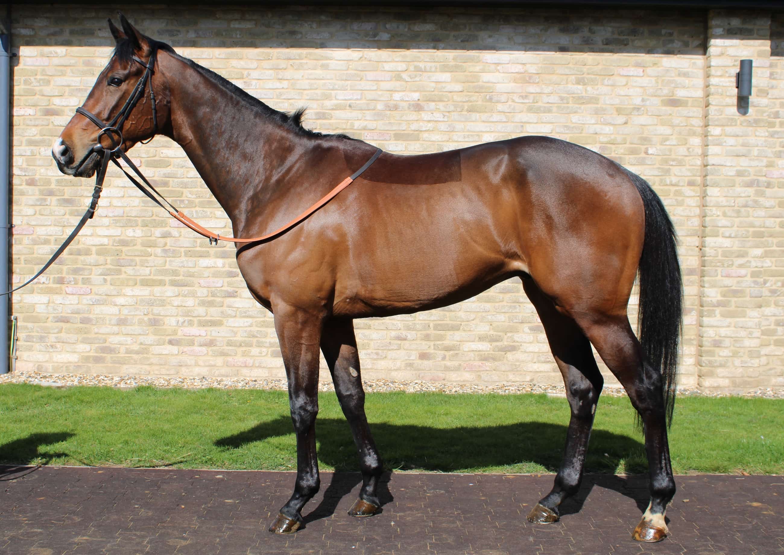 William Knight Racing | Newmarket Thoroughbred Racehorse Trainer ...