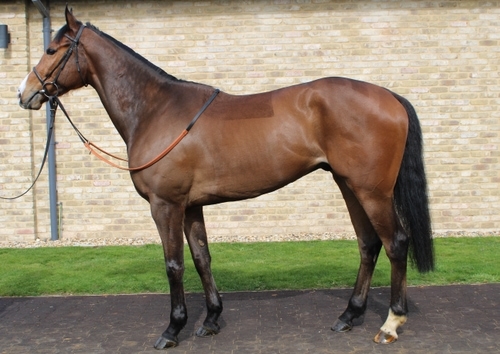 William Knight Racing | Newmarket Thoroughbred Racehorse Trainer ...