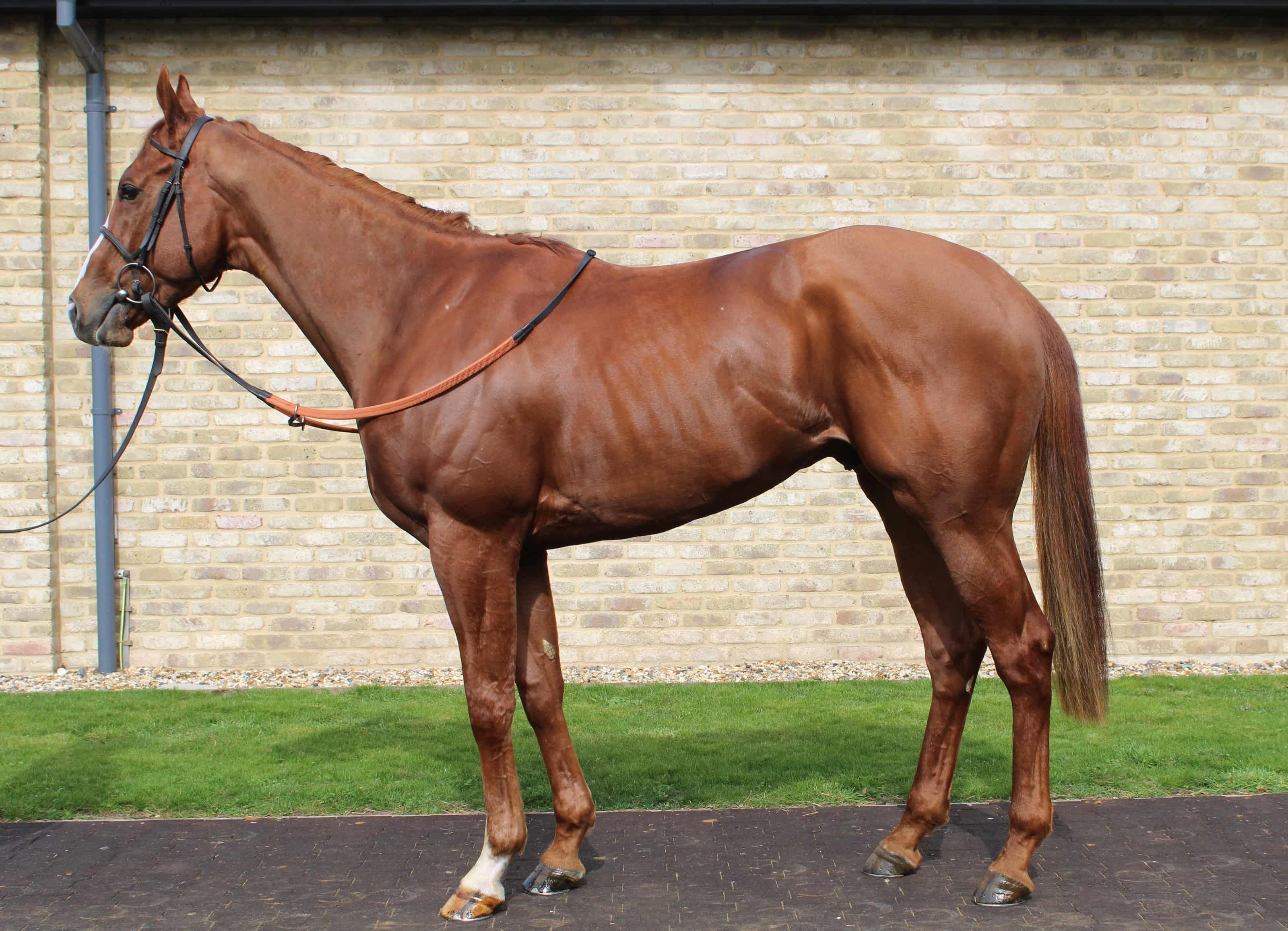 William Knight Racing | Newmarket Thoroughbred Racehorse Trainer ...