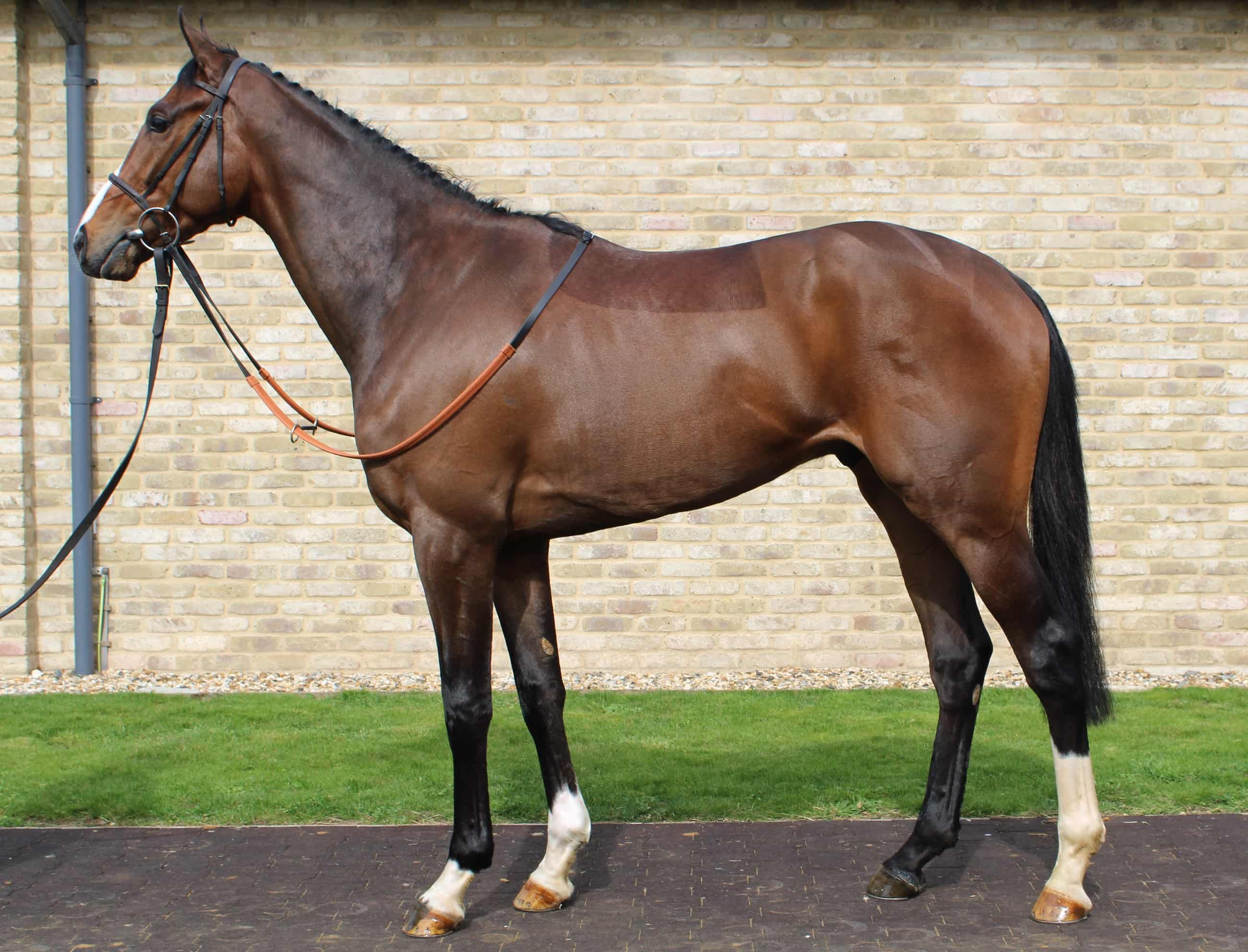 William Knight Racing | Newmarket Thoroughbred Racehorse Trainer ...