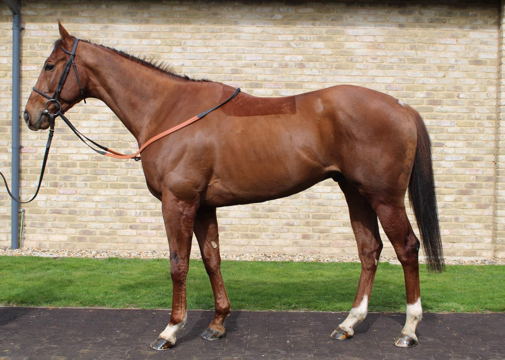 William Knight Racing | Newmarket Thoroughbred Racehorse Trainer ...