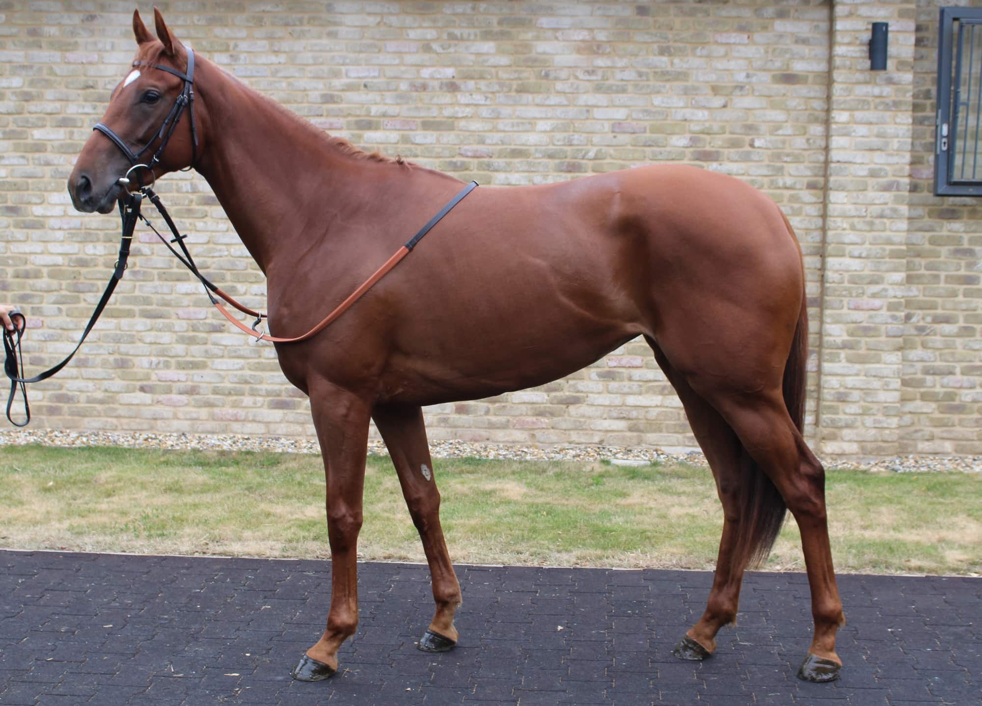 William Knight Racing | Newmarket Thoroughbred Racehorse Trainer ...