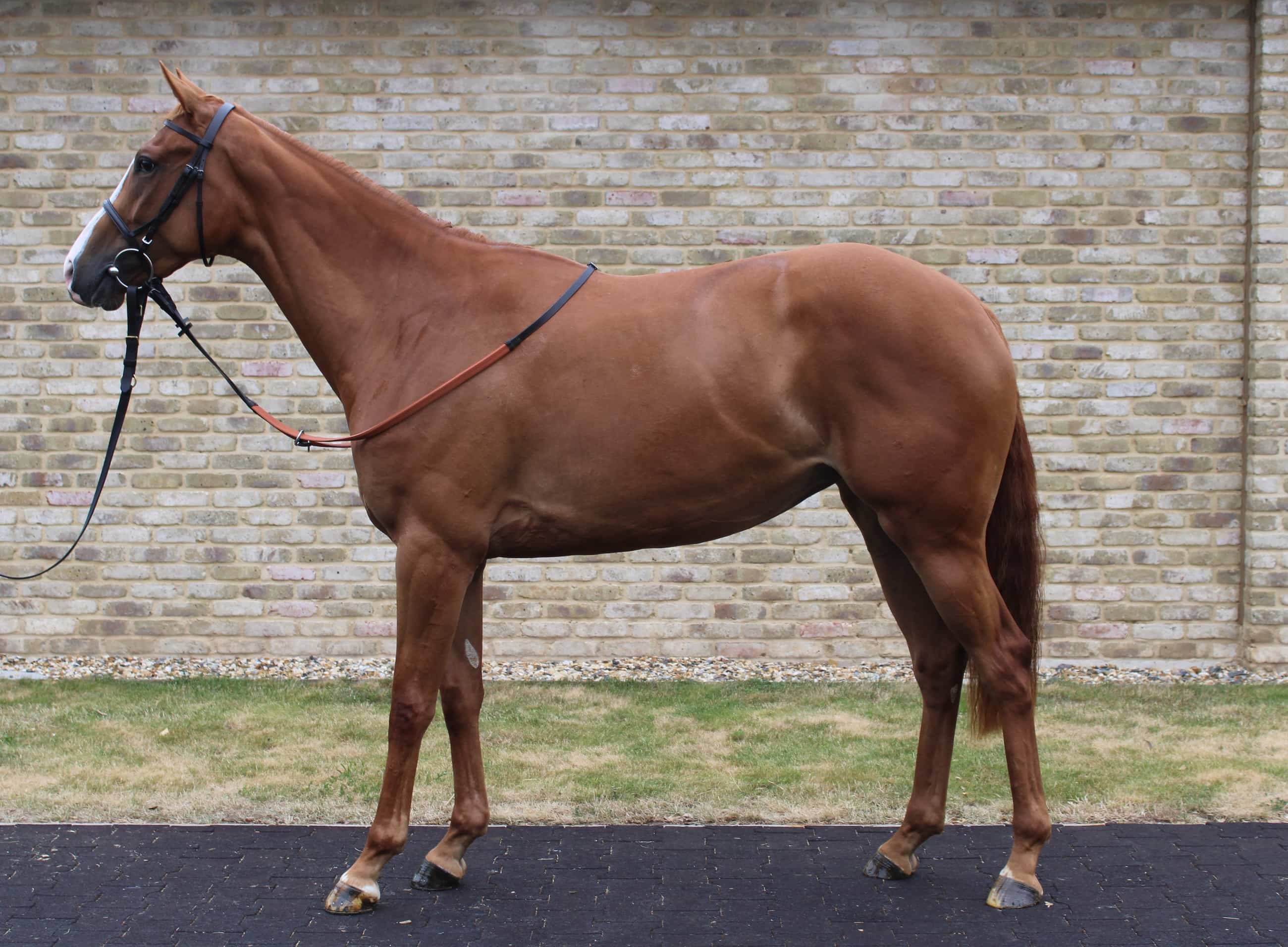 William Knight Racing | Newmarket Thoroughbred Racehorse Trainer ...