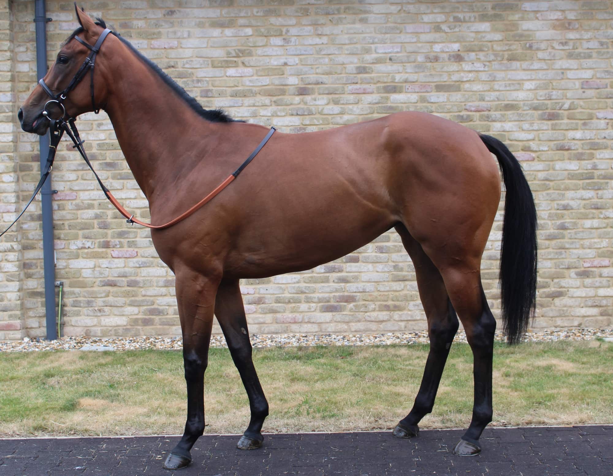 William Knight Racing | Newmarket Thoroughbred Racehorse Trainer ...