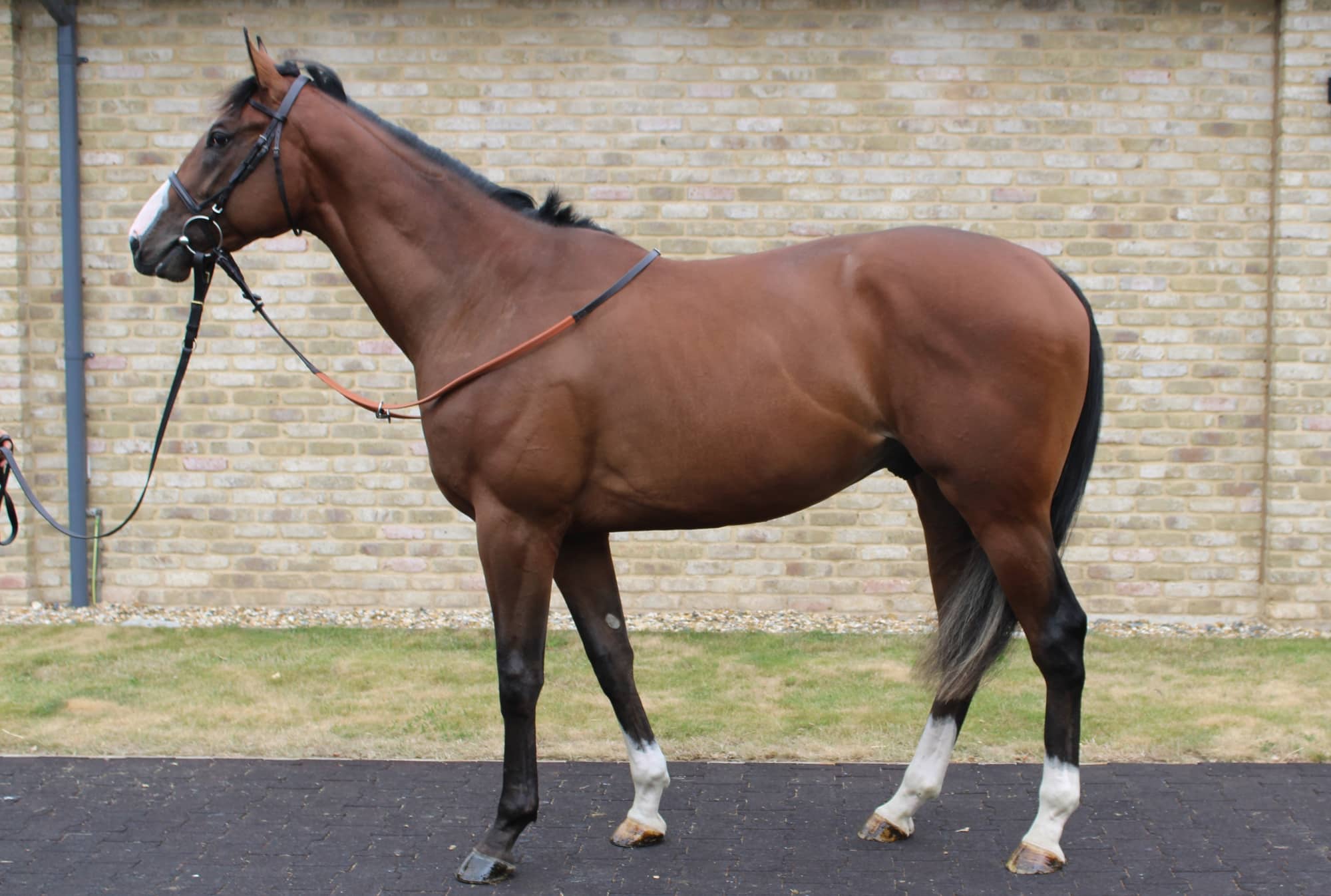 William Knight Racing | Newmarket Thoroughbred Racehorse Trainer ...