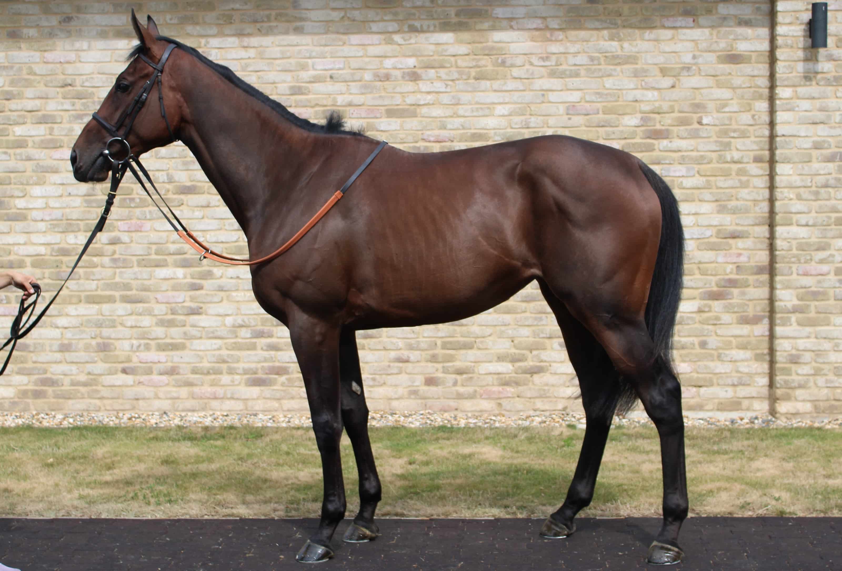 William Knight Racing | Newmarket Thoroughbred Racehorse Trainer ...