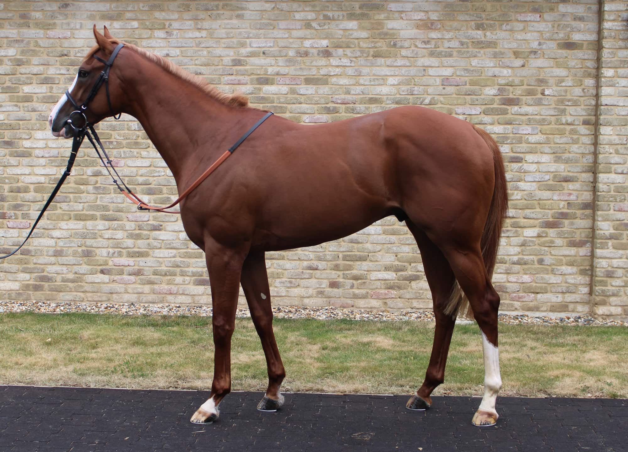 William Knight Racing | Newmarket Thoroughbred Racehorse Trainer ...