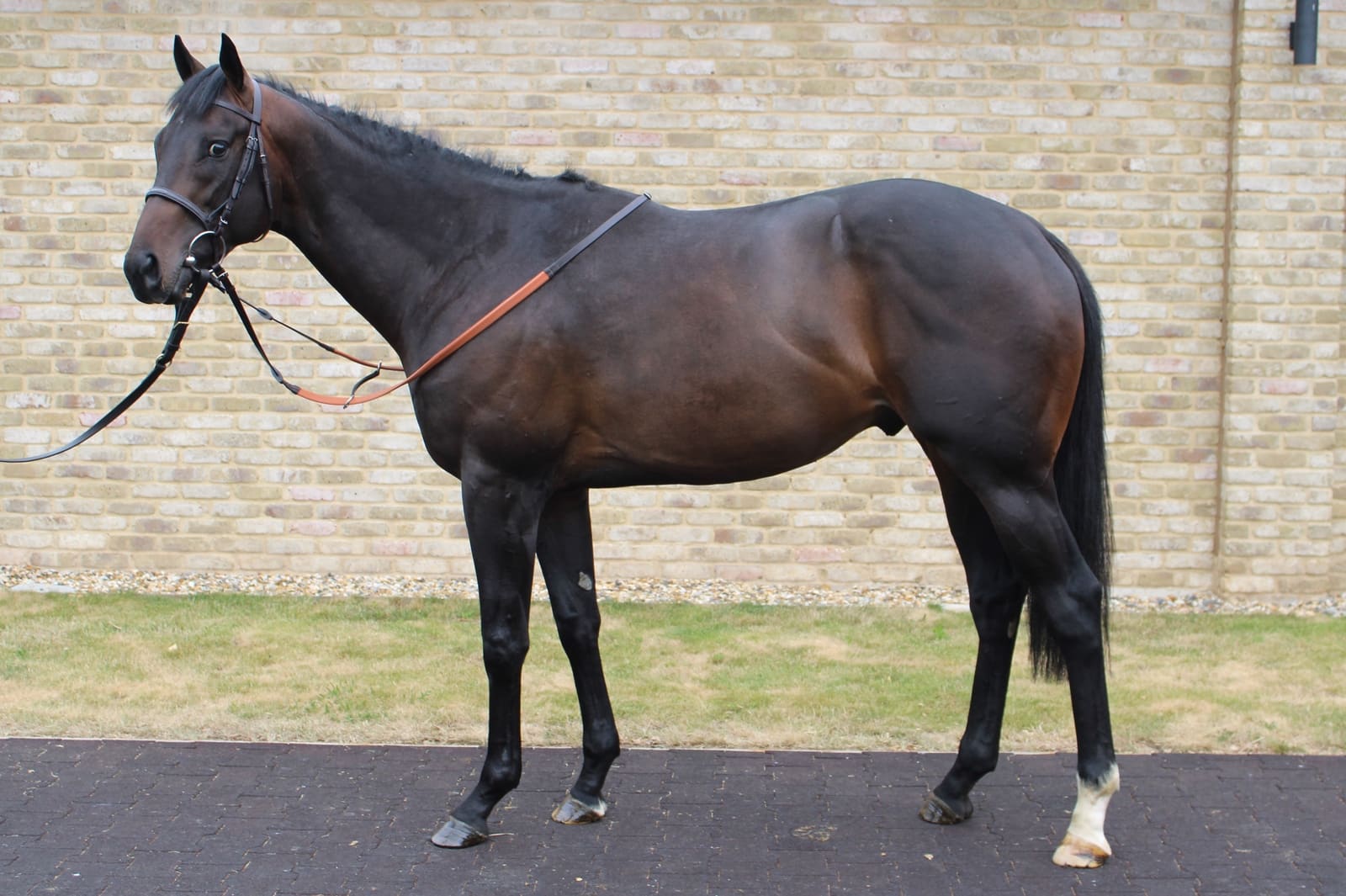 William Knight Racing | Newmarket Thoroughbred Racehorse Trainer ...