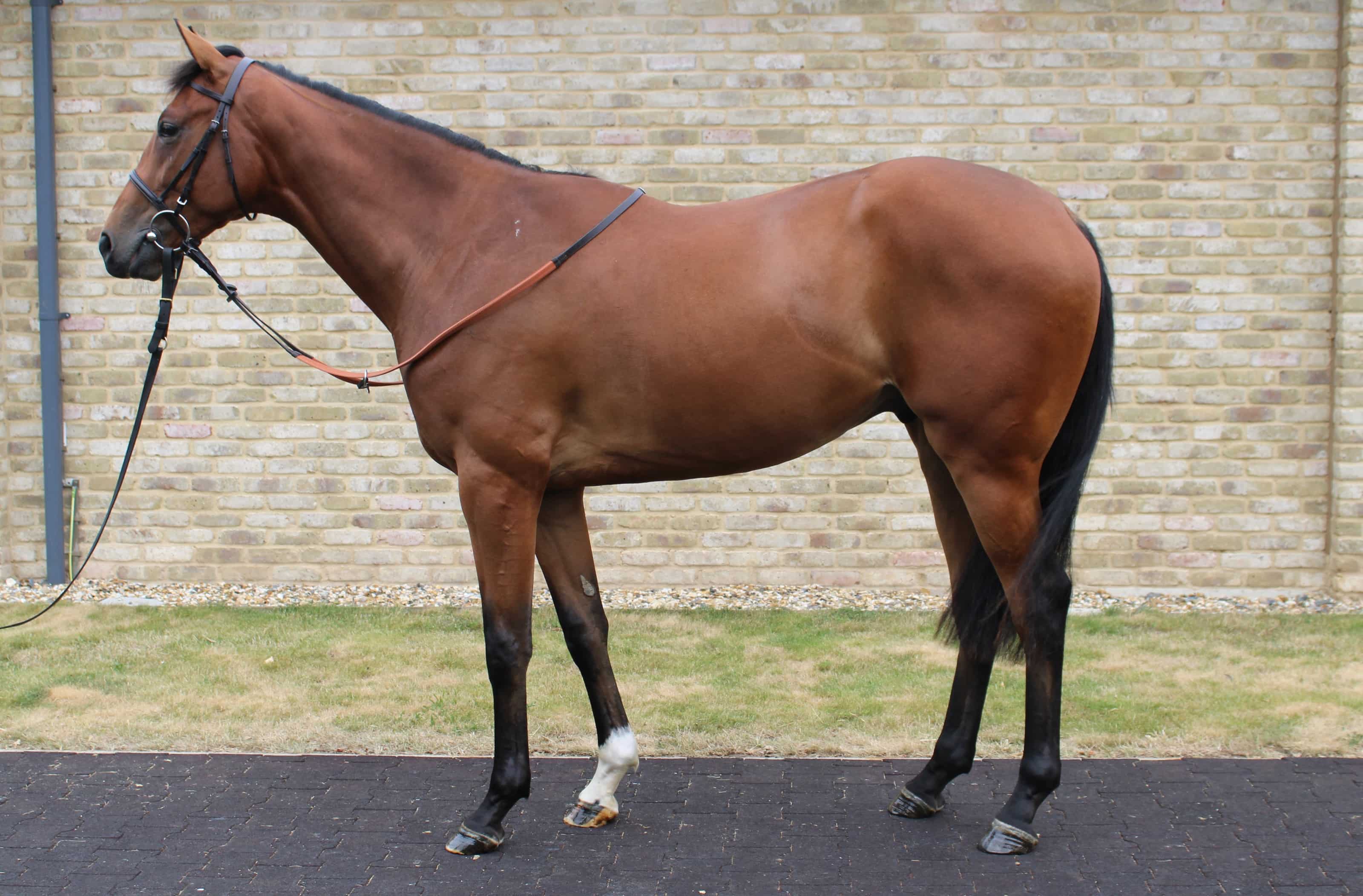 William Knight Racing | Newmarket Thoroughbred Racehorse Trainer ...