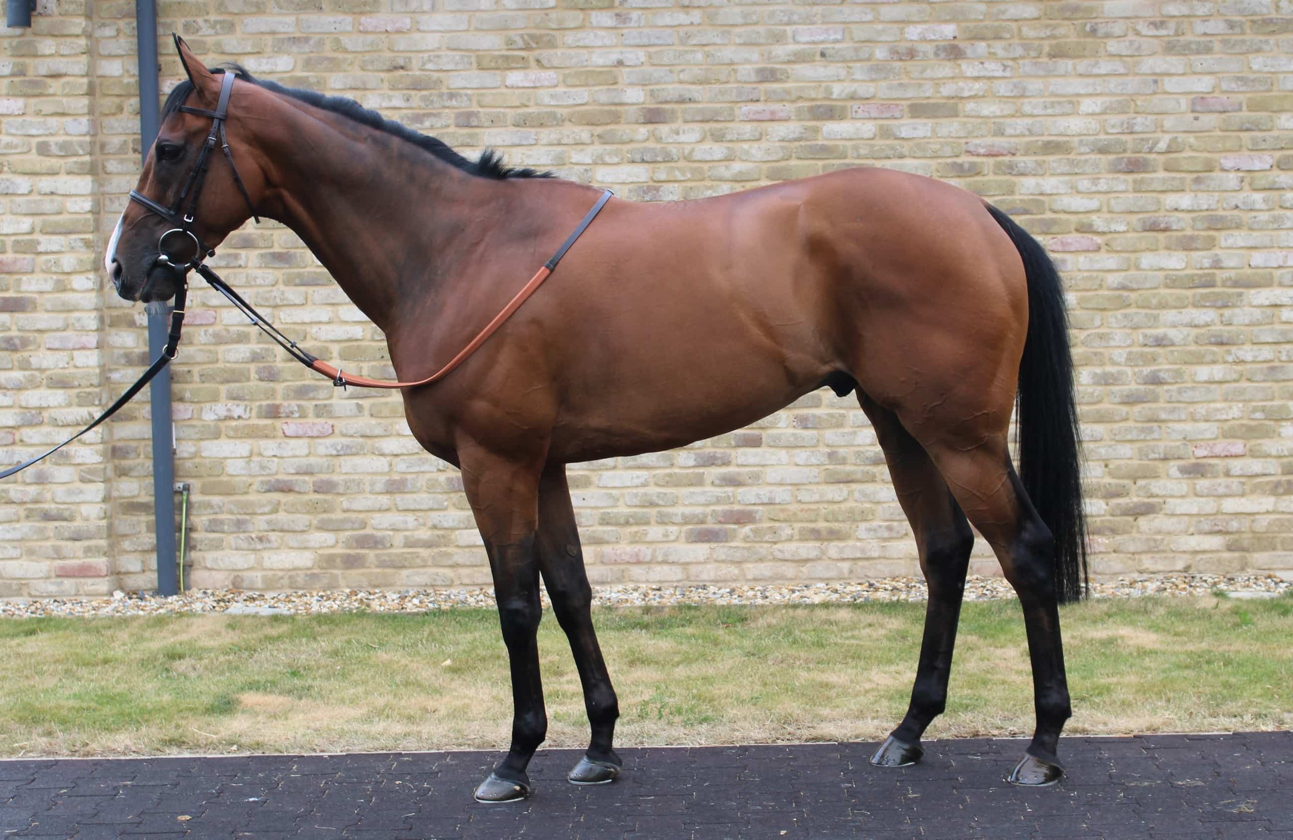 William Knight Racing | Newmarket Thoroughbred Racehorse Trainer ...