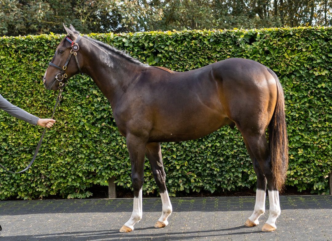 William Knight Racing | Newmarket Thoroughbred Racehorse Trainer ...