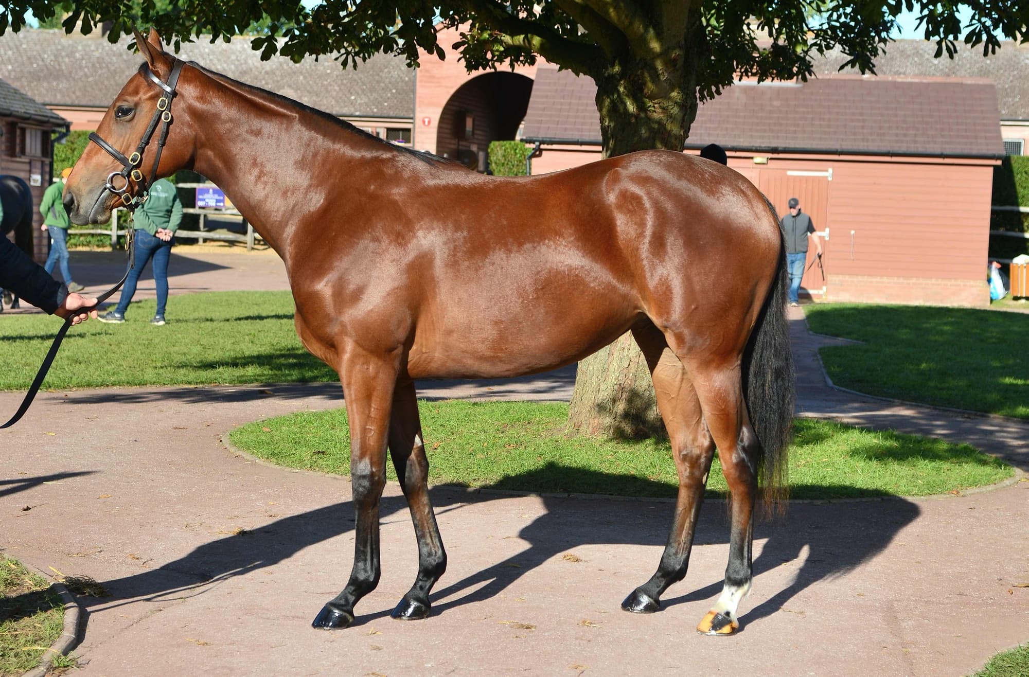 William Knight Racing | Newmarket Thoroughbred Racehorse Trainer ...