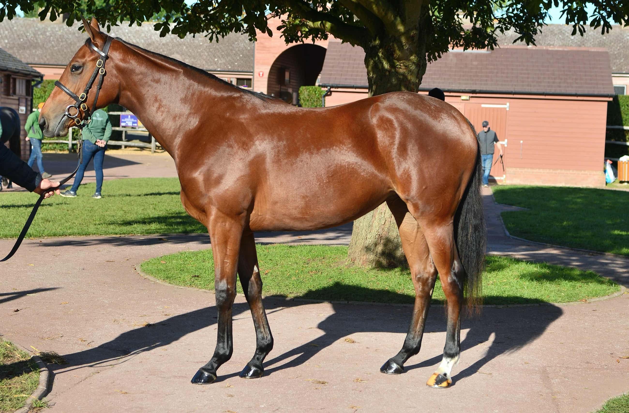 William Knight Racing | Newmarket Thoroughbred Racehorse Trainer ...
