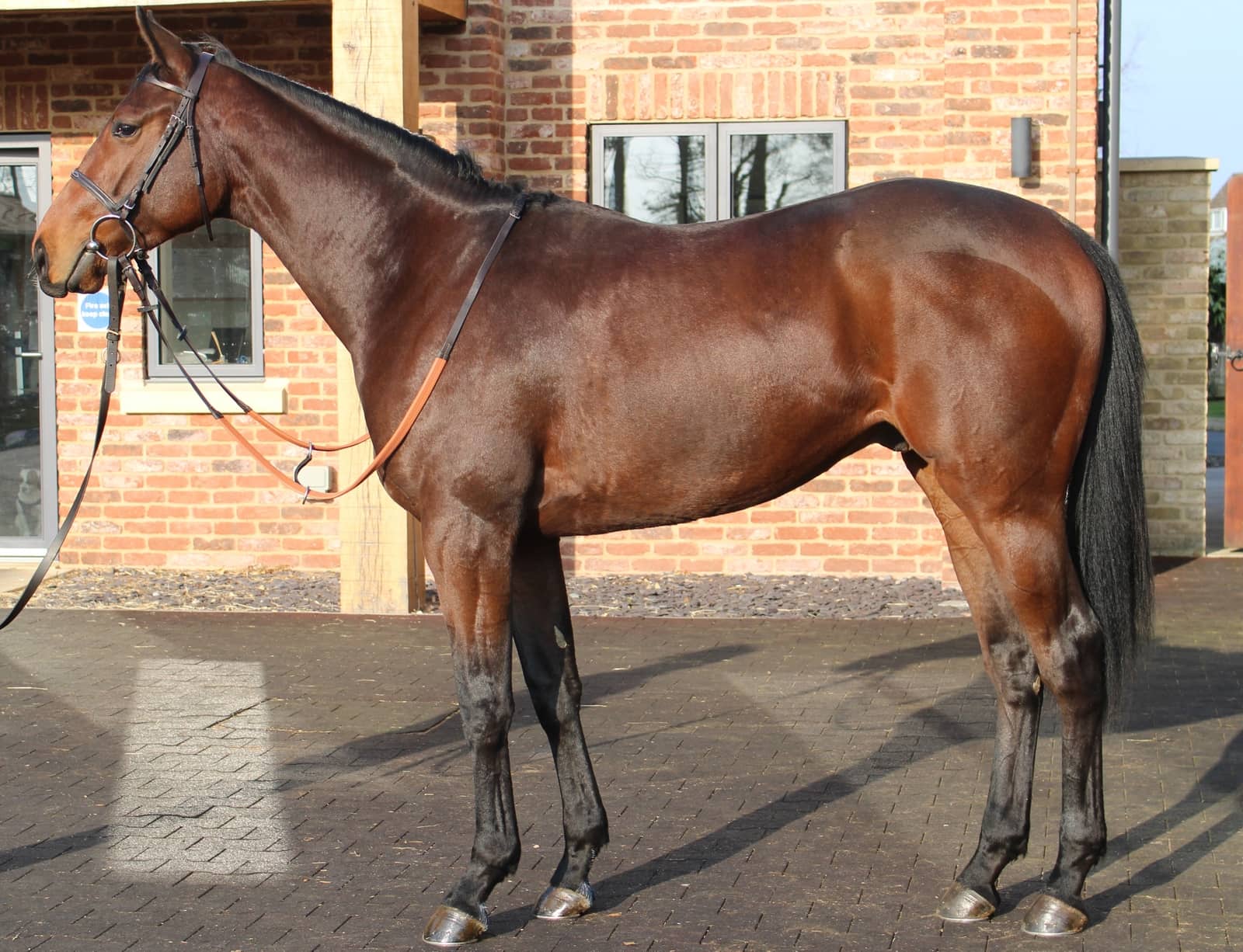 William Knight Racing | Newmarket Thoroughbred Racehorse Trainer ...