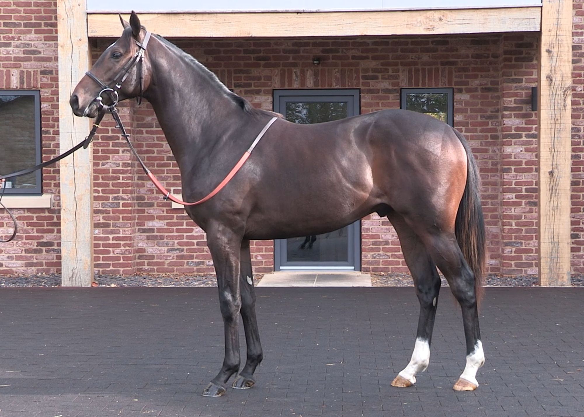 William Knight Racing | Newmarket Thoroughbred Racehorse Trainer ...