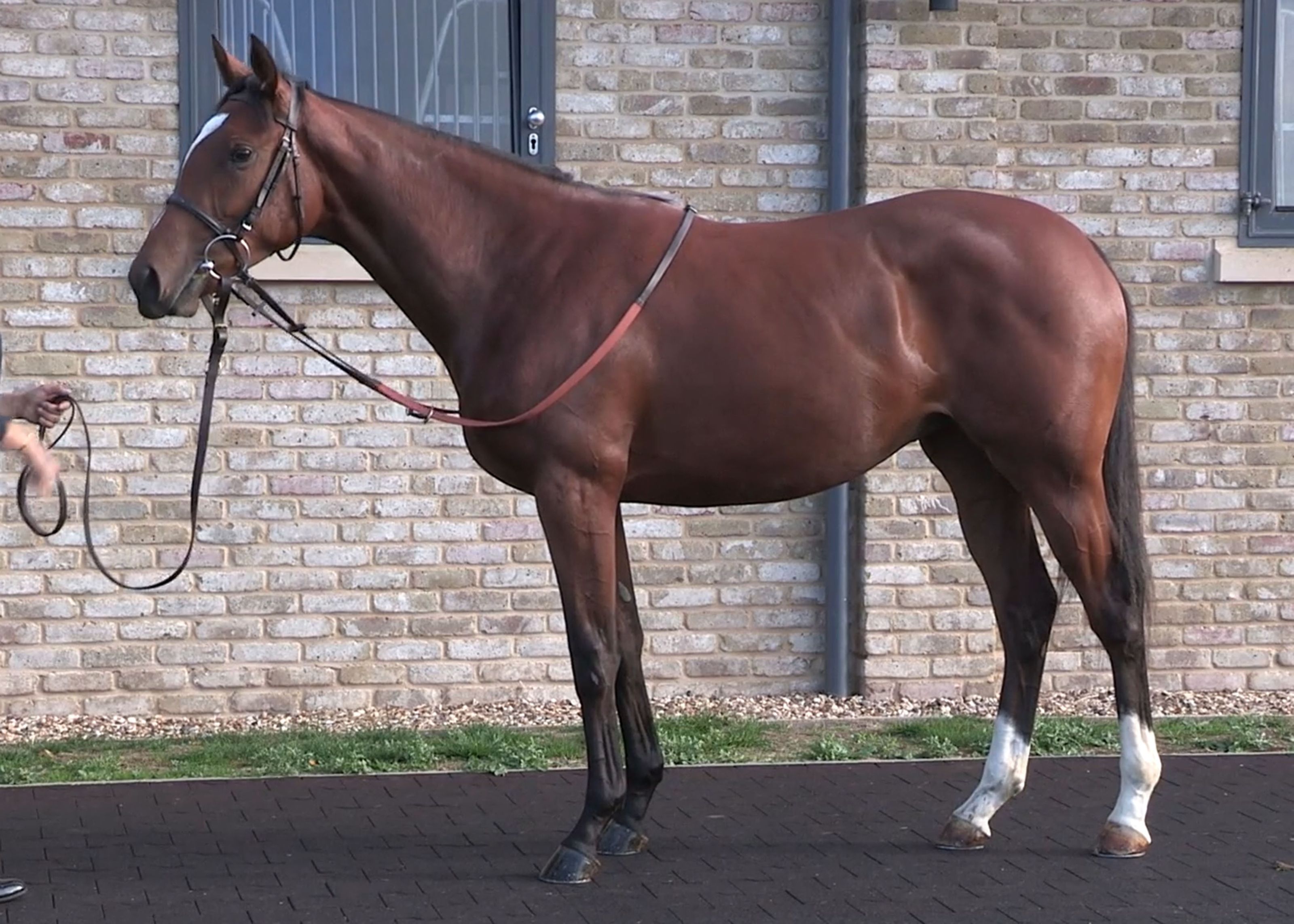 William Knight Racing | Newmarket Thoroughbred Racehorse Trainer ...