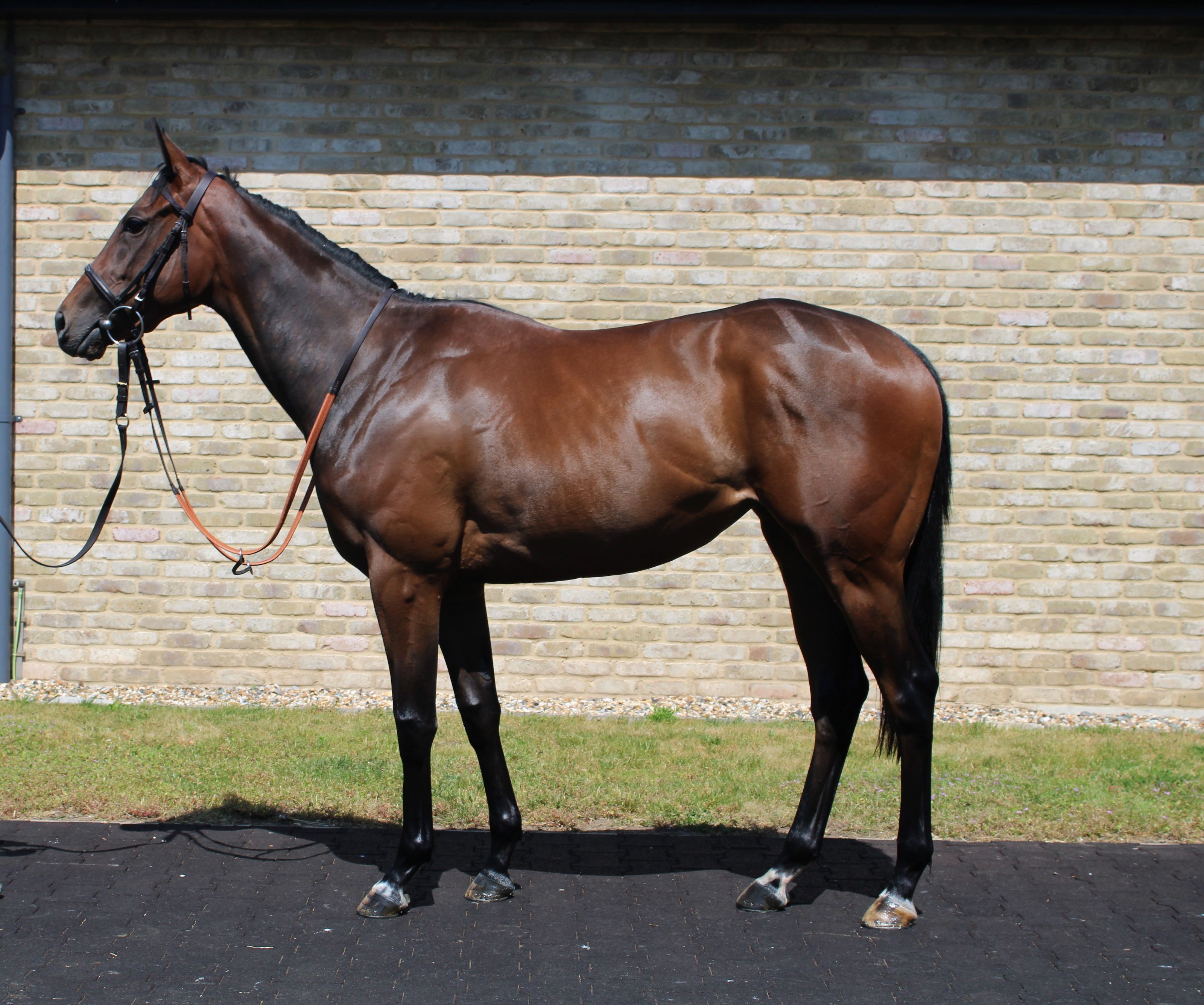 William Knight Racing | Newmarket Thoroughbred Racehorse Trainer ...