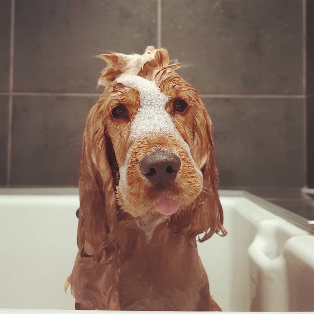 Dog Groomers in Farnborough, Hampshire | Upper Hound Dog Grooming