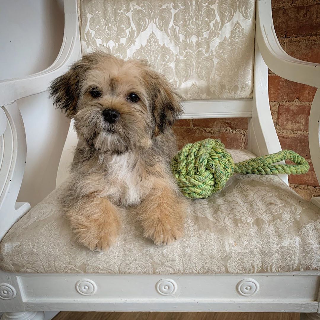 Dog Groomers in Farnborough, Hampshire | Upper Hound Dog Grooming