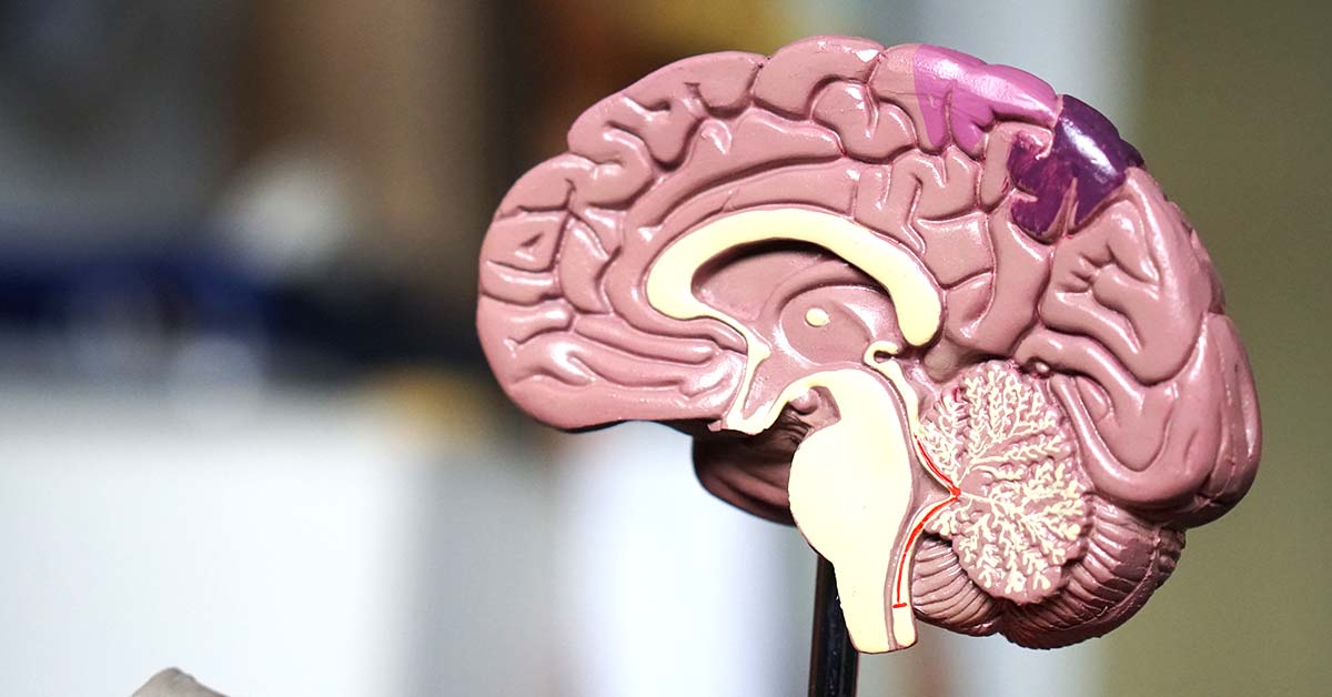 How Much Does The Human Brain Weigh Today I m Home How Much Does The Human Brain Weigh Today I m Home