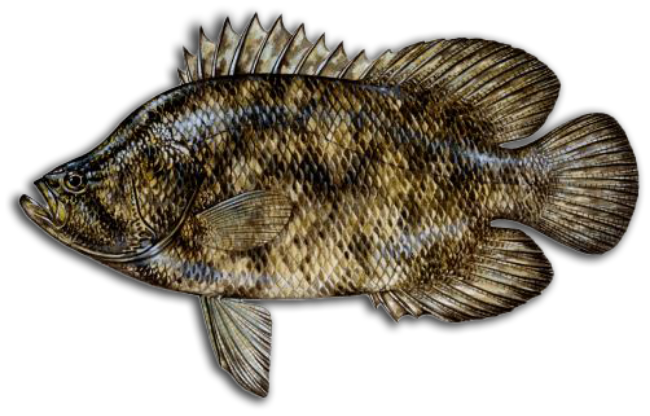 Louisiana Fish Species | Hook Dat Fishing Charters