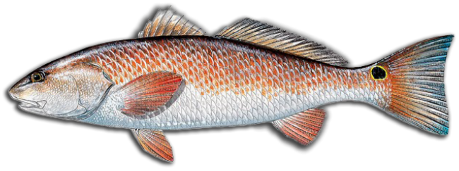 Louisiana Fish Species | Hook Dat Fishing Charters