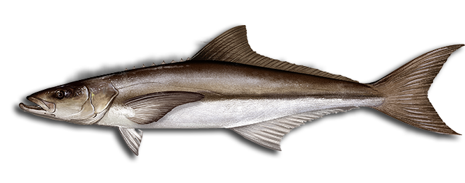 More Louisiana Fish Species | Hook Dat Fishing Charters