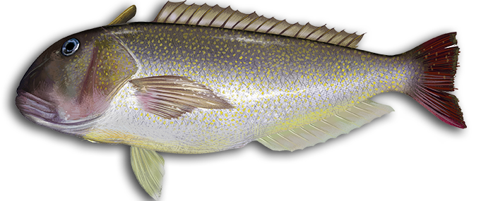 More Louisiana Fish Species | Hook Dat Fishing Charters