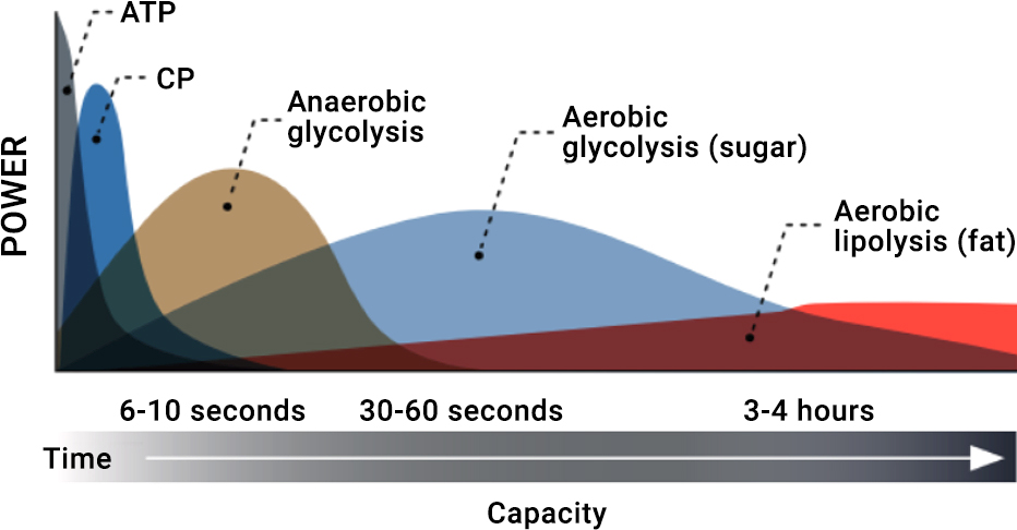 Energy System Training | RFP Training | Science Behind Working Out