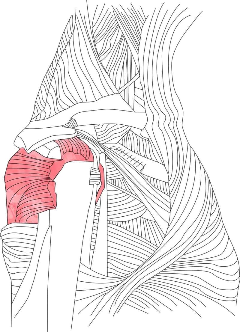 Shoulder Tendonitis - Shoulder Clinic