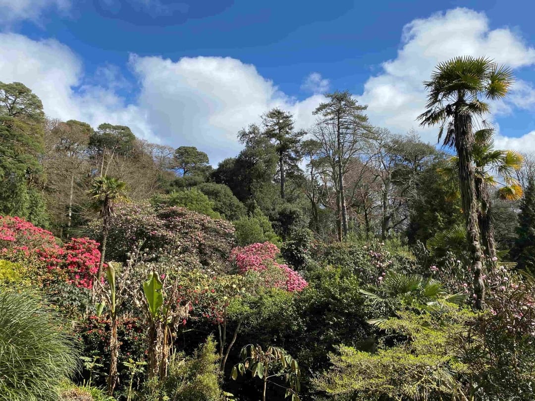 Cornish Spring Gardens | The Journal
