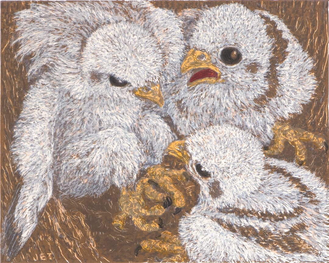 Janet Turner - Young Kestrels, 1959 - Jody Klotz Fine Art