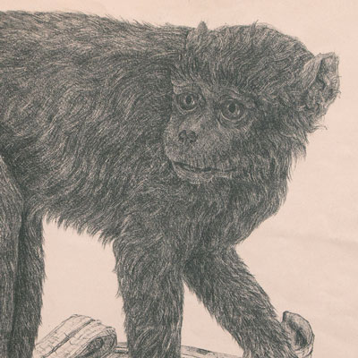 Janet Turner - Study of a Monkey, 1959 - Jody Klotz Fine Art